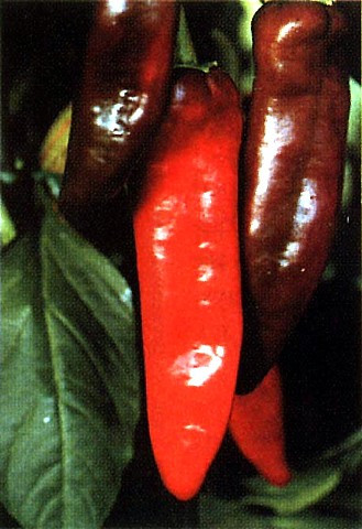 NuMex Big Jim Chili Pepper 30 Seeds - 12 Inches Long! - Hirt's Gardens