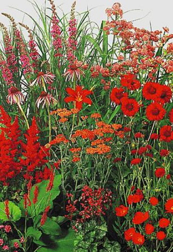 Red Perennial Garden 50 Seeds - Tall - Hirt's Gardens