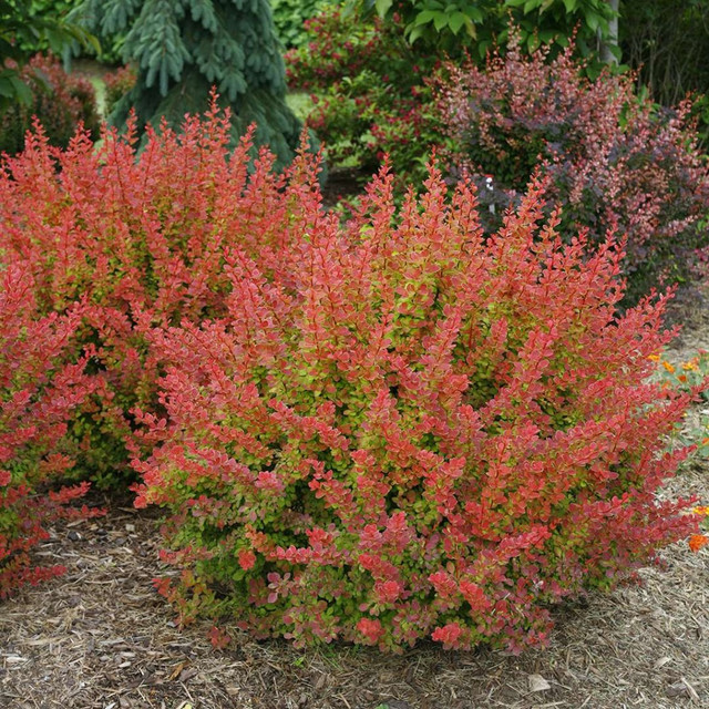 SUNJOY® TANGELO™ Berberis thunbergii- Outside or Bonsai - Proven ...