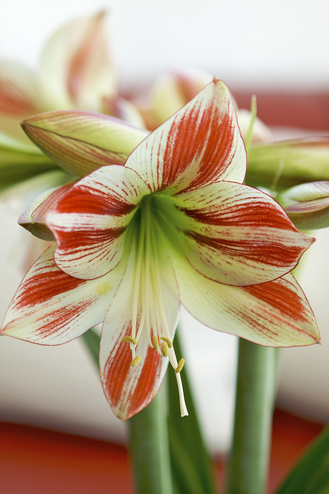 Plant Bulbs for Sale | Fall & Spring Amaryllis Bulbs | Hirt's Gardens