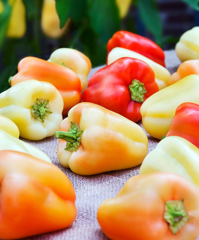 Keystone Giant Sweet Pepper - 20 Seeds - Huge - Hirt's Gardens