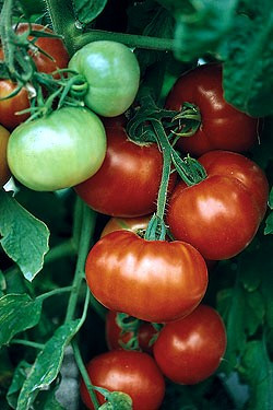 Black Russian Tomato 30 Seeds - Heirloom - Hirt's Gardens