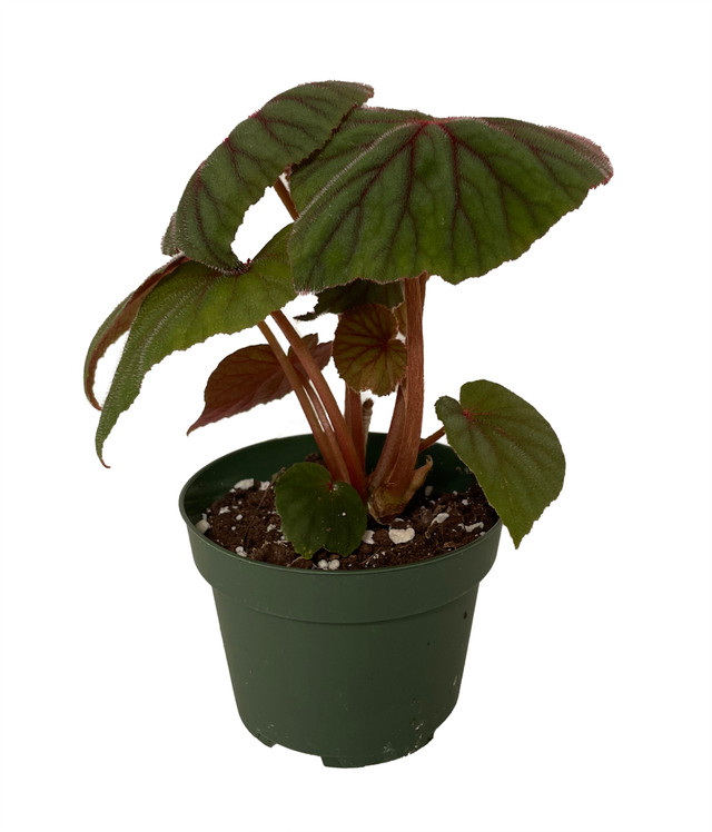 Plants - House Plants - Page 1 - Hirt's Gardens