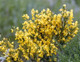 Scotch Gypsy Broom Perennial 50 Seeds - Cytisus - No Shipping to ...