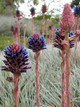 Chagualillo Chico - Puya venusta - 10 Seeds - Hirt's Gardens