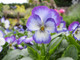 Penny Purple Picotee Viola - 25 Seeds - Hirt's Gardens