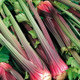 Red Celery - 200 Seeds - Heirloom - Hirt's Gardens