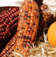 Red Stalker Ornamental Corn 30 Seeds - Annual - Hirt's Gardens