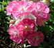 Miniature Angel Wings Rose 10 Seeds - Perennial - Hirt's Gardens