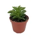 Taco Leaf Peperomia - Peperomia axilaris - Easy Succulent Houseplant ...