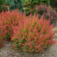 Sunjoy Mini Maroon® Barberry - 4" pot - Berberis - Hirt's Gardens