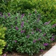 Miss Violet Butterfly Bush - 4" pot - Buddleia - Proven Winners - Hirt ...