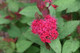 Double Play® Red Spiraea - 4" pot - Proven Winners - Hirt's Gardens