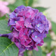 Wee Bit Grumpy® Bigleaf Hydrangea - 4" pot - Proven Winners - Hirt's ...