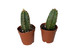 Blue Column Cactus - Pilocereus Pachicladus - 2 Pack in 2" Pots - Hirt ...