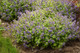 Chartreuse on the Loose Catmint Perennial - Nepeta - Gallon Pot - Hirt ...