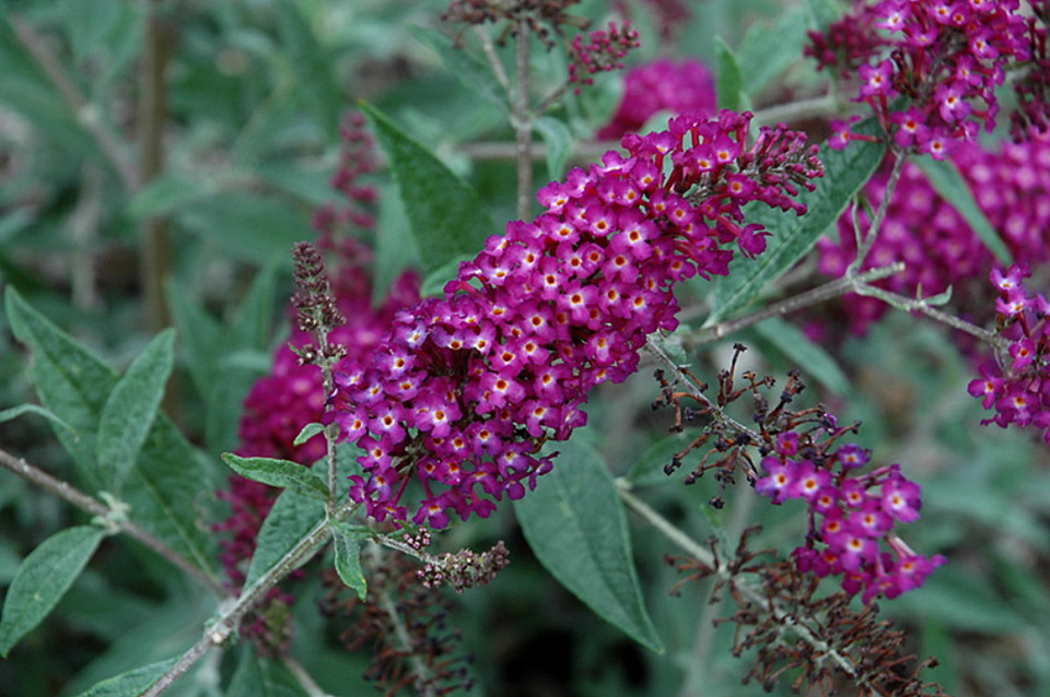 Miss Violet Butterfly Bush - 4" pot - Buddleia - Proven Winners - Hirt ...