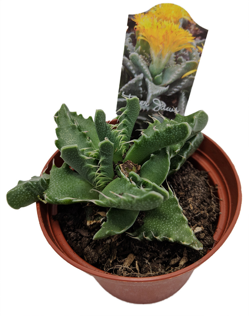 Tiger Jaws Plant - Faucaria tigrina - 3" Pot - Hirt's Gardens