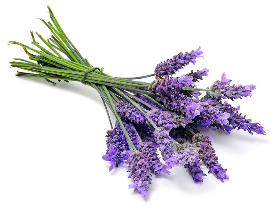 Ellagance/Elegance Ice Lavender 20 Seeds - White Flowers/Fragrant ...
