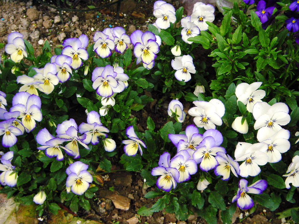Penny Purple Picotee Viola - 25 Seeds - Hirt's Gardens