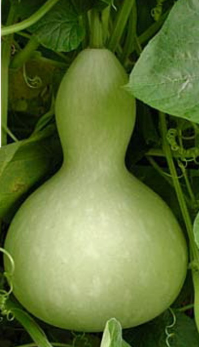 Speckled Swan Gourd 10 Seeds - For Arts & Crafts - Hirt's Gardens