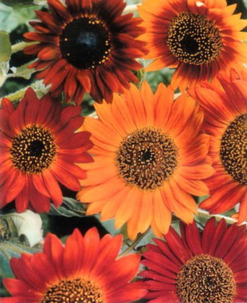 Earthwalker Sunflower 30 Seeds - Hirt's Gardens