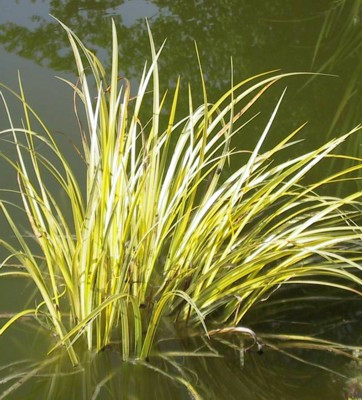 Sweetflag Acorus 10 Seeds - Acorus calamus - Hirt's Gardens