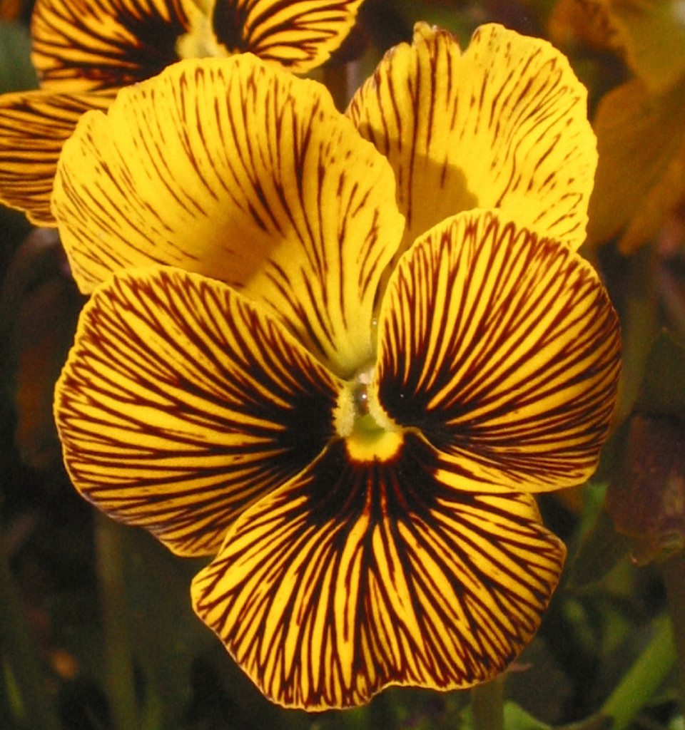 Angel Tiger Eye Hardy Violet - 25 Seeds - Viola - New Color - Hirt's ...
