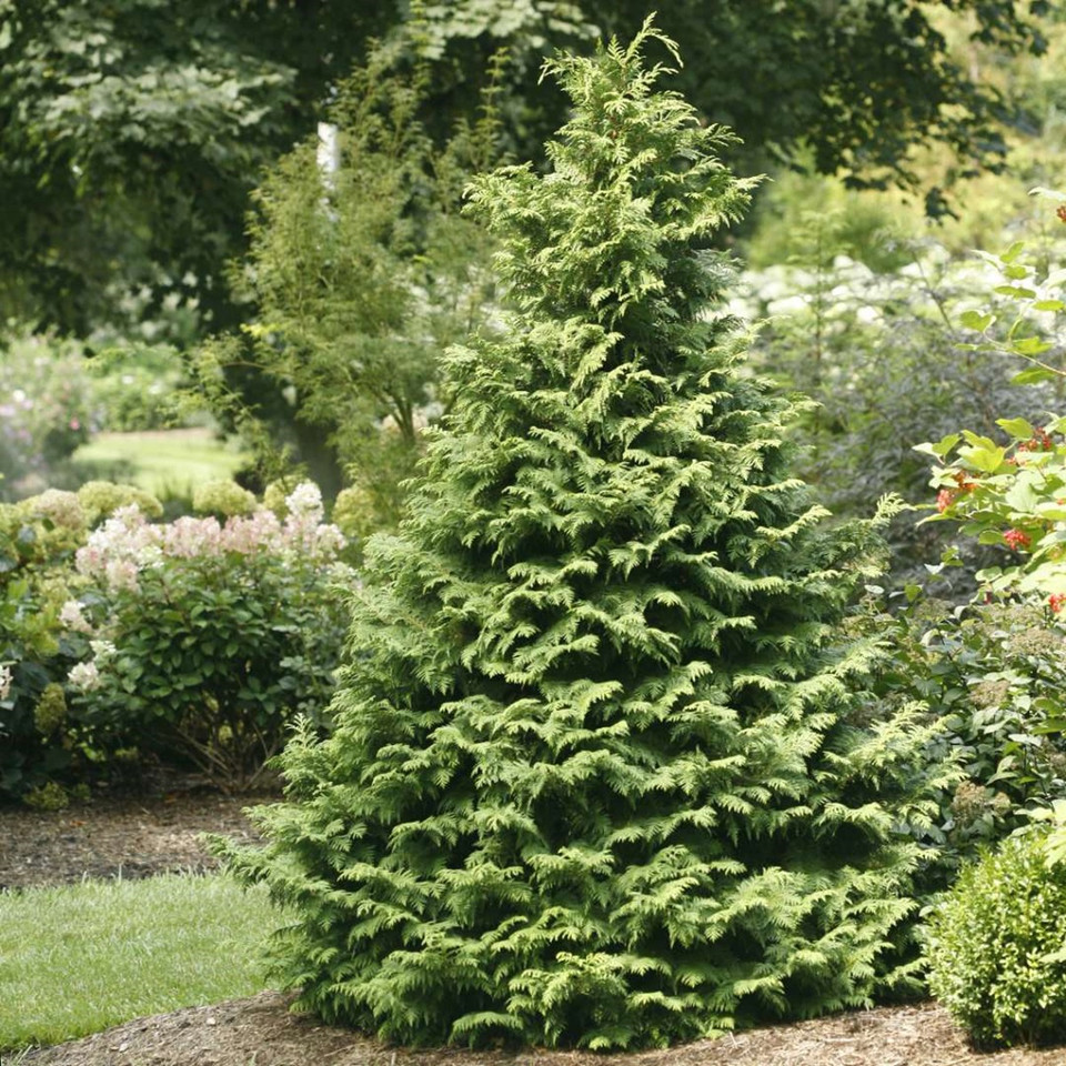 SOFT SERVE® Gold False Cypress - Chamaecyparis - 4" Pot - Proven ...