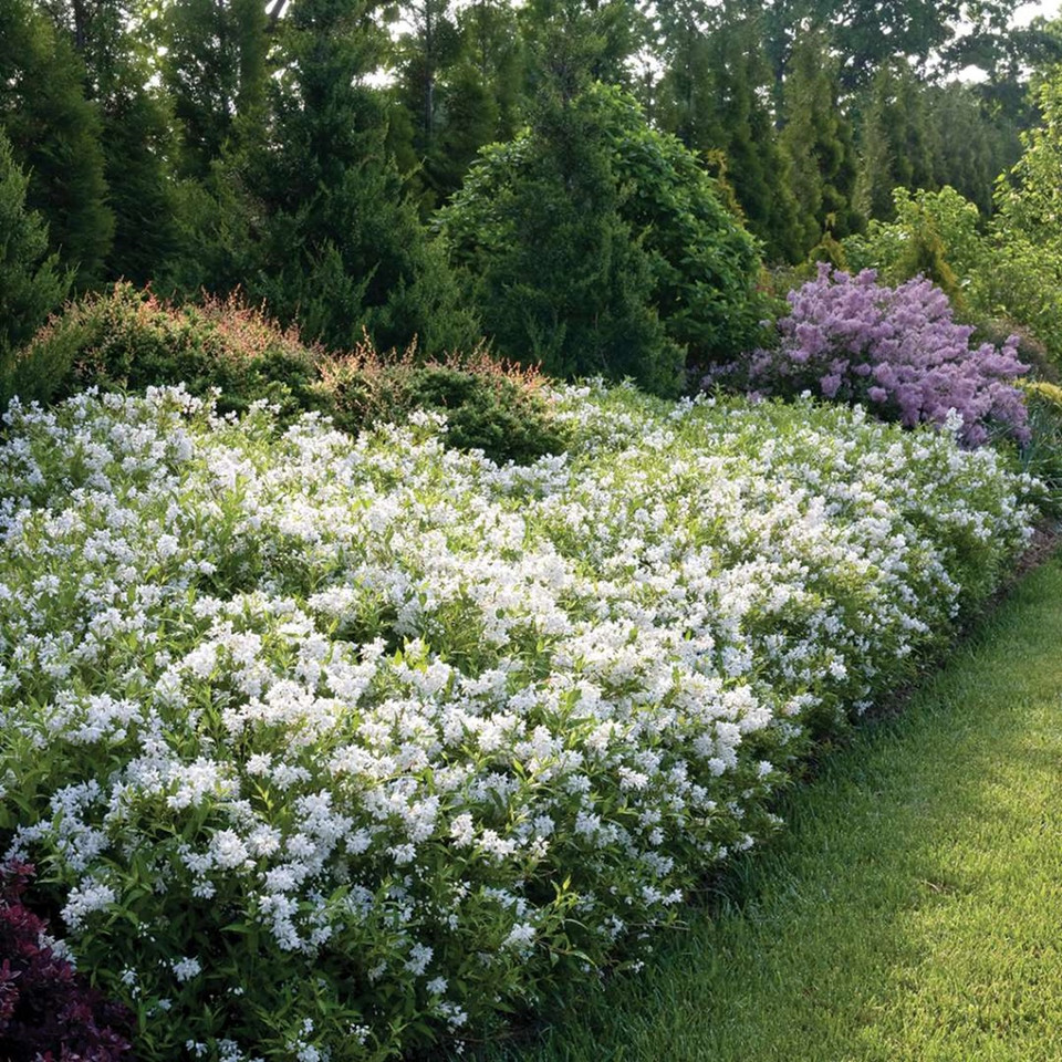 Yuki Snowflake™ - Deutzia - 4" Pot - Proven Winners - Hirt's Gardens