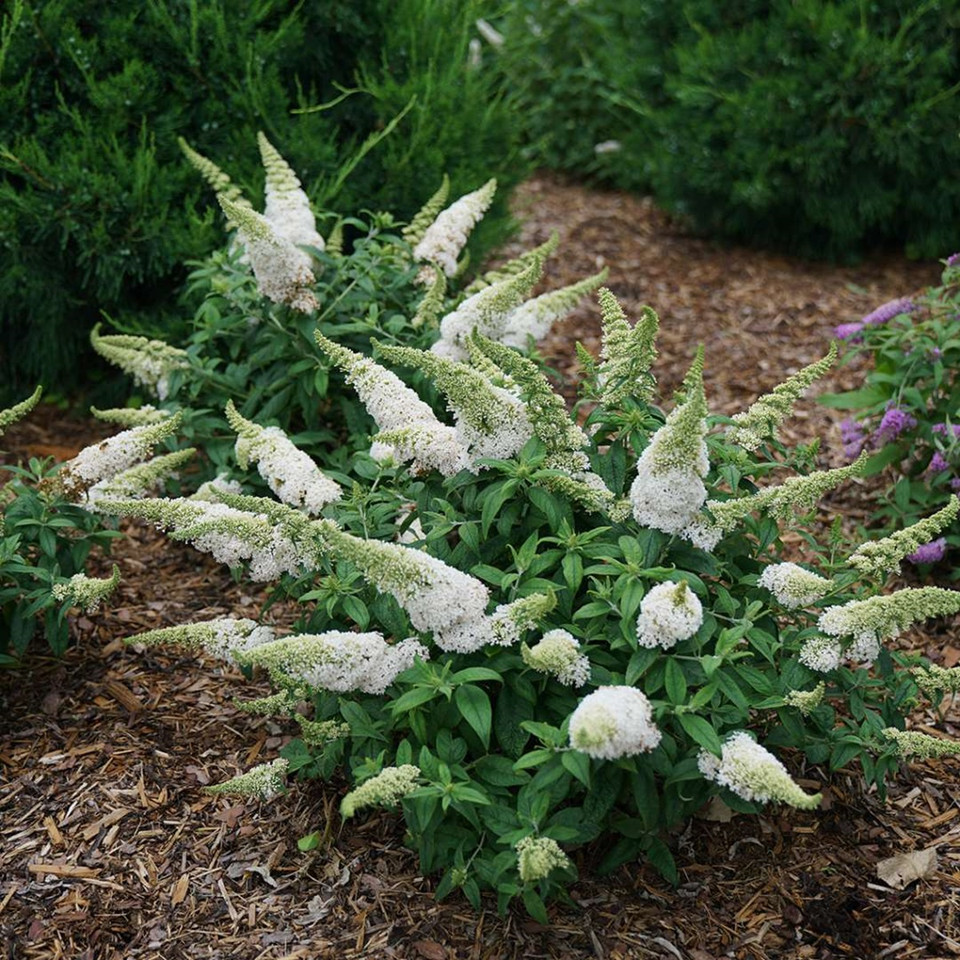 Miss Ruby Butterfly Bush - Buddleia - Proven Winners - 4" Pot - Hirt's ...