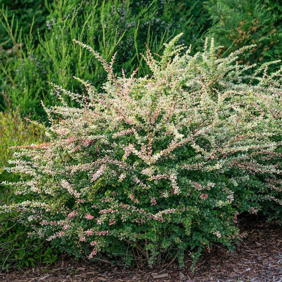 Sunjoy Mini Maroon® Barberry - 4" pot - Berberis - Hirt's Gardens