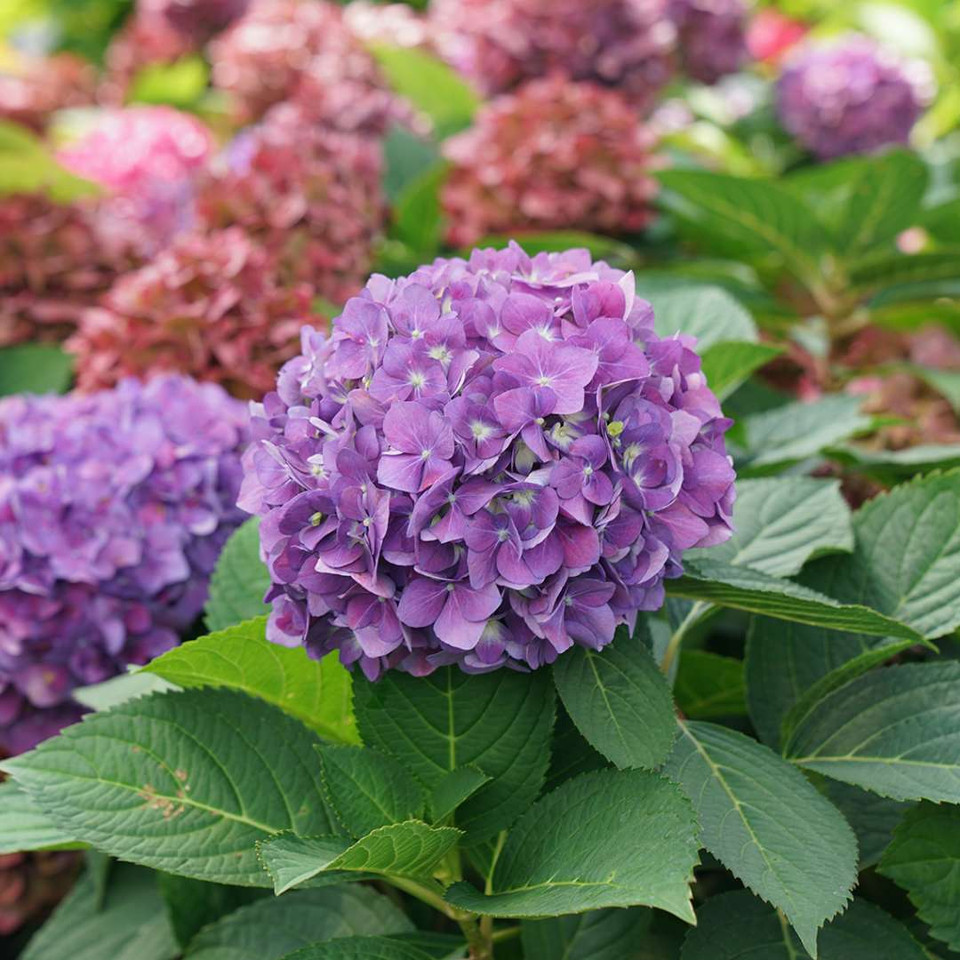Let's Dance® Blue Jangles™ Reblooming Hydrangea - 4" Pot - Proven ...