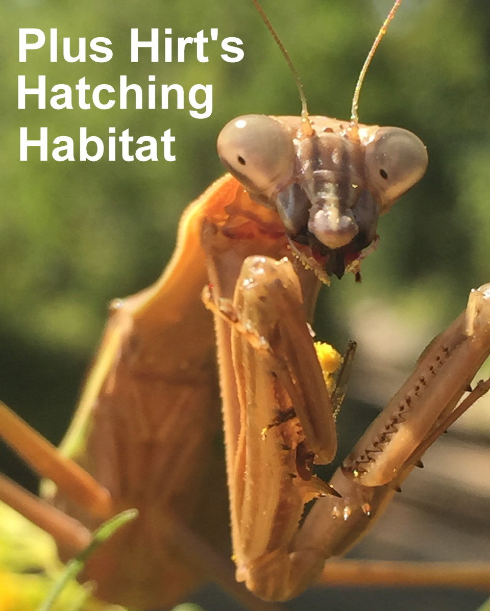 Carolina Praying Mantis 2 Egg Cases 100 - 400 Babies with Hirt's ...