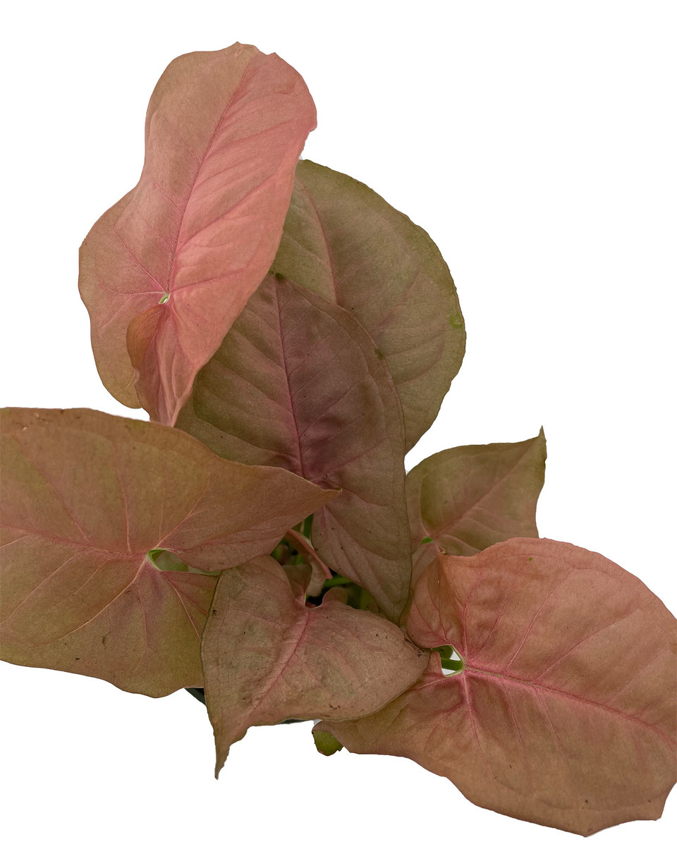 Jupiter Sweet Pepper - 20 Seeds - Thick Walls - Hirt's Gardens