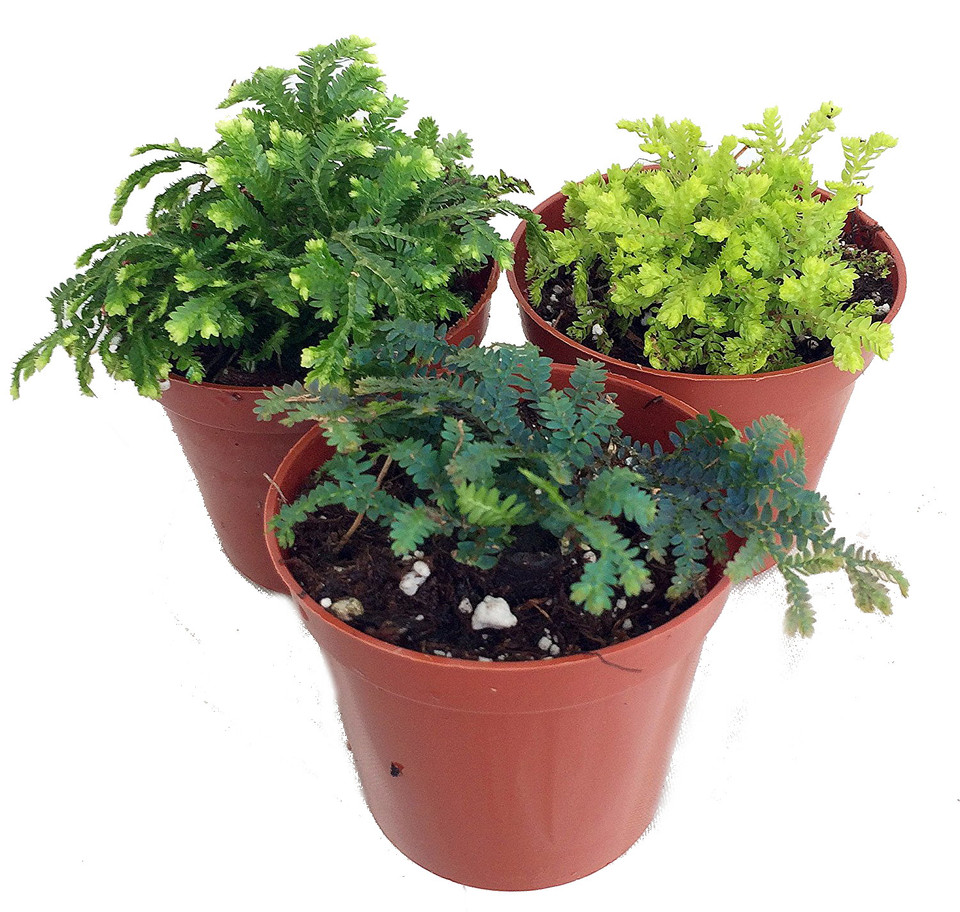 Mini Ferns for Terrariums/Fairy Garden - 10 Plants - 2" Pots - Hirt's ...