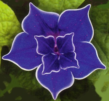 Picotee Blue Morning Glory - 10 Seeds - Hirt's Gardens
