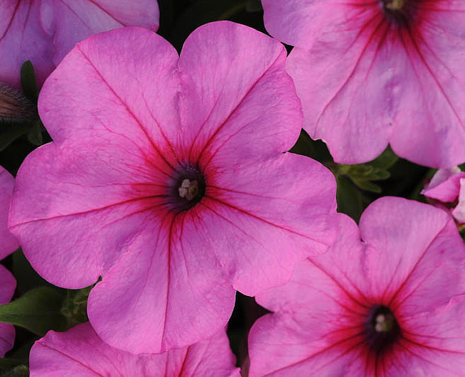 Blue Wave Petunia 10 Seeds - Annual - Hirt's Gardens