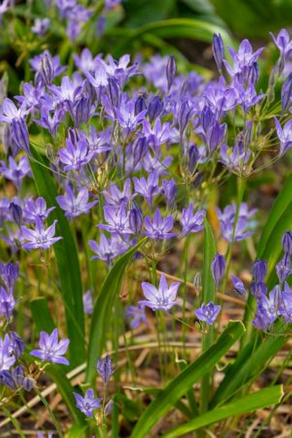 Queen Fabiola Brodiaea - 15 Bulbs 5/6cm - Triteleia - Starflowers ...
