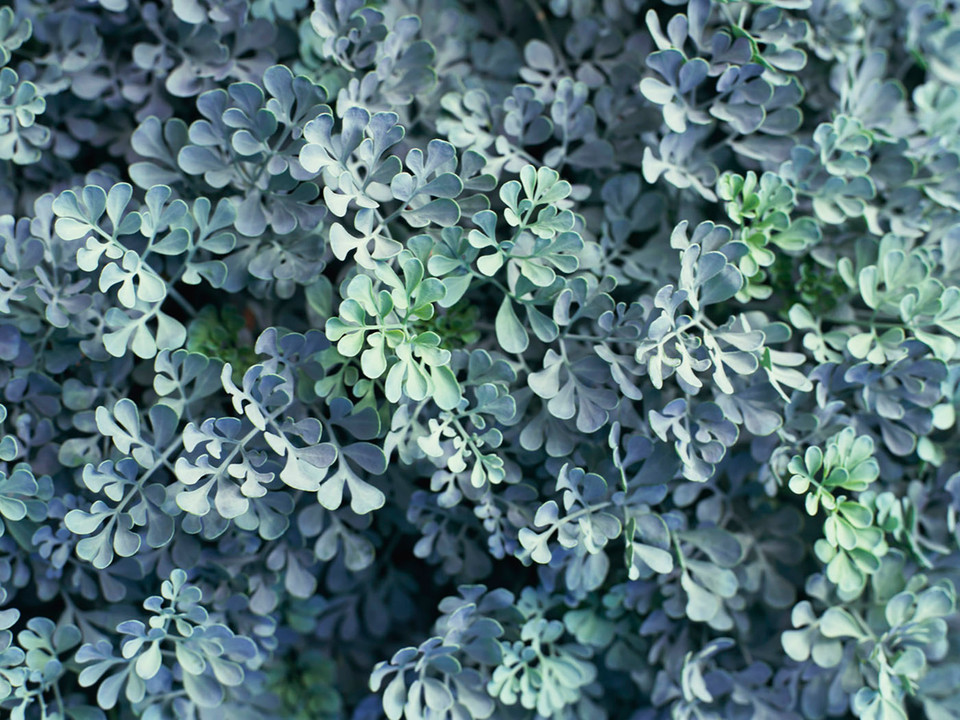 Picotee Blue Morning Glory - 10 Seeds - Easy to Grow! - Hirt's Gardens