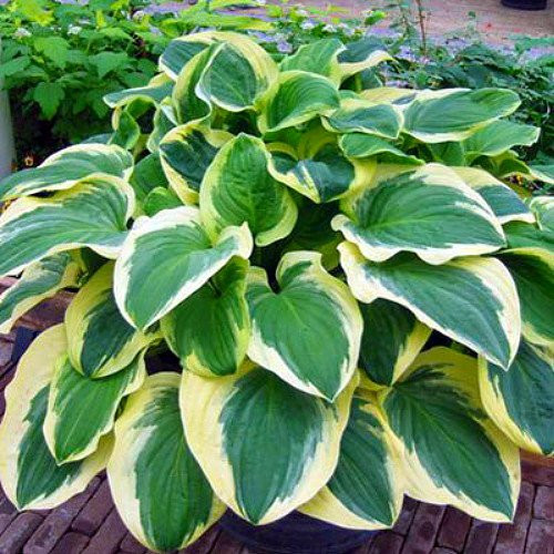 Regal Splendor Hosta - Shaped Gray-Green Leaves - Quart Pot - Hirt's ...