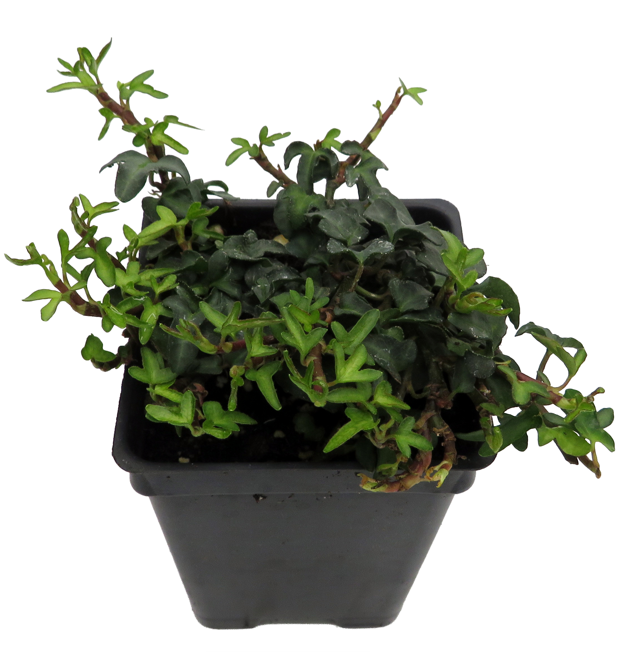 Miniature Abundance English Ivy - 2.5" Pot - Terrarium/Fairy Garden ...