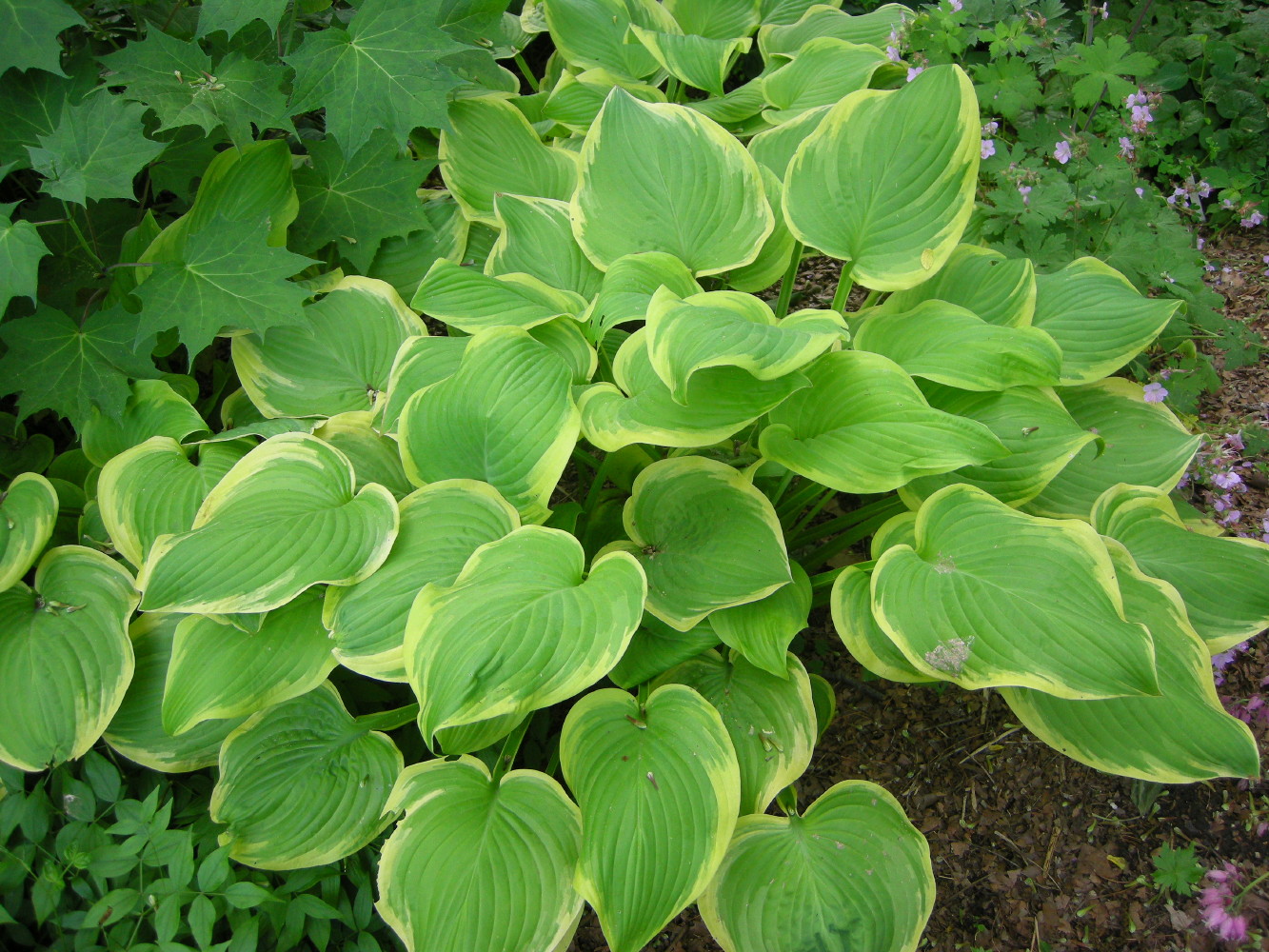 Fragrant Bouquet Hosta - Extremely Fragrant Near White Flowers - Quart ...