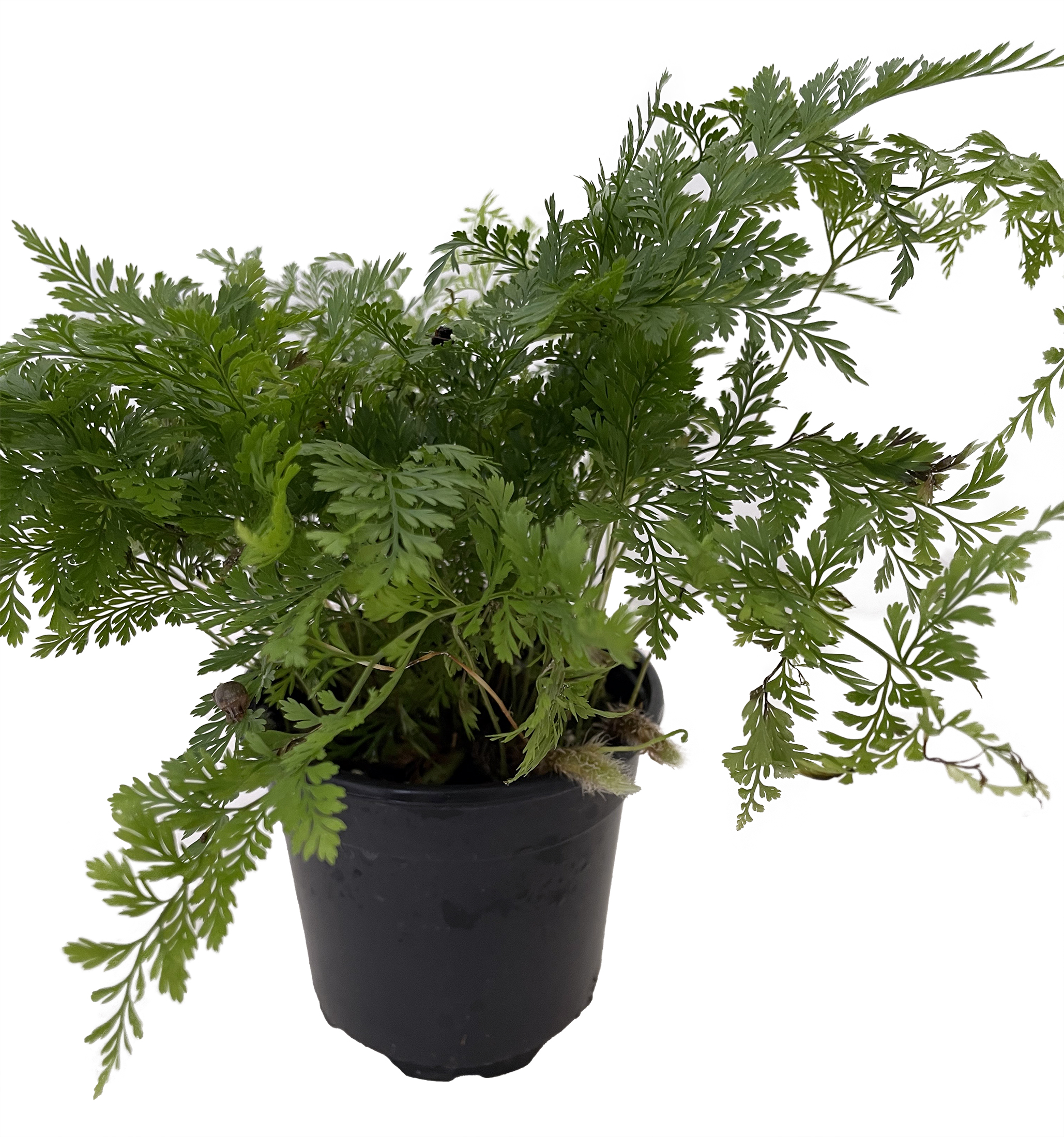 White Rabbit's Foot Fern 4" pot - Davallia - Hirt's Gardens