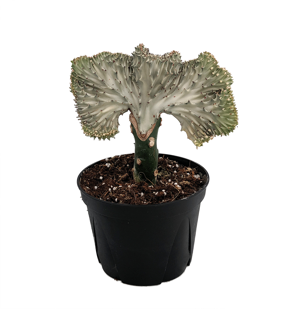 Surprise Coral Cactus - Candelabra/Elkhorn Cactus - 6" Pot - Euphorbia ...