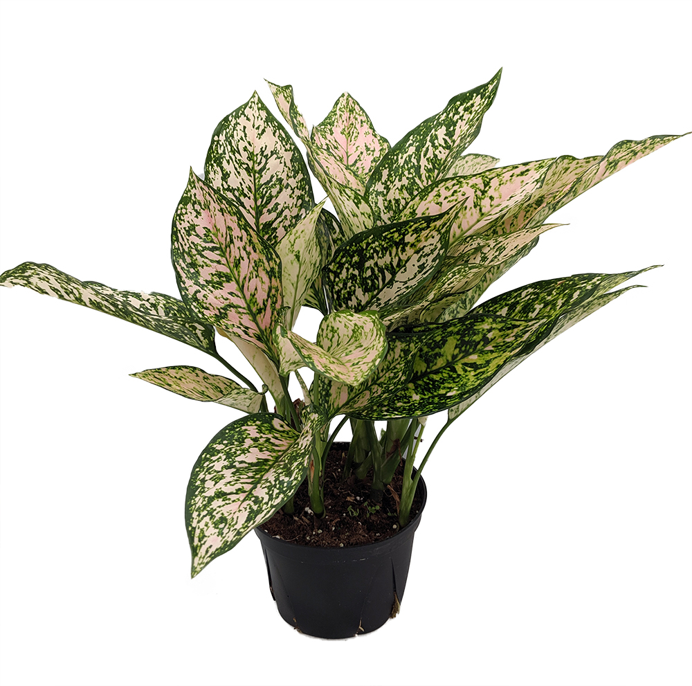 Etta Rose Chinese Evergreen Plant - Aglaonema - Grows in Dim Light - 6 ...