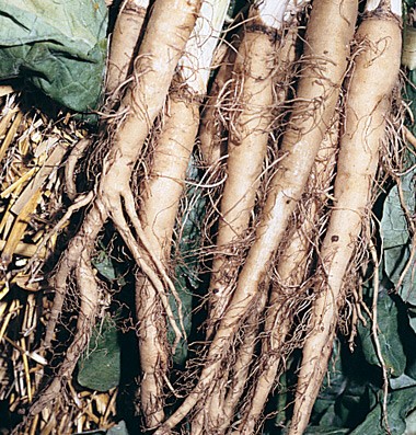 obscure root vegetables