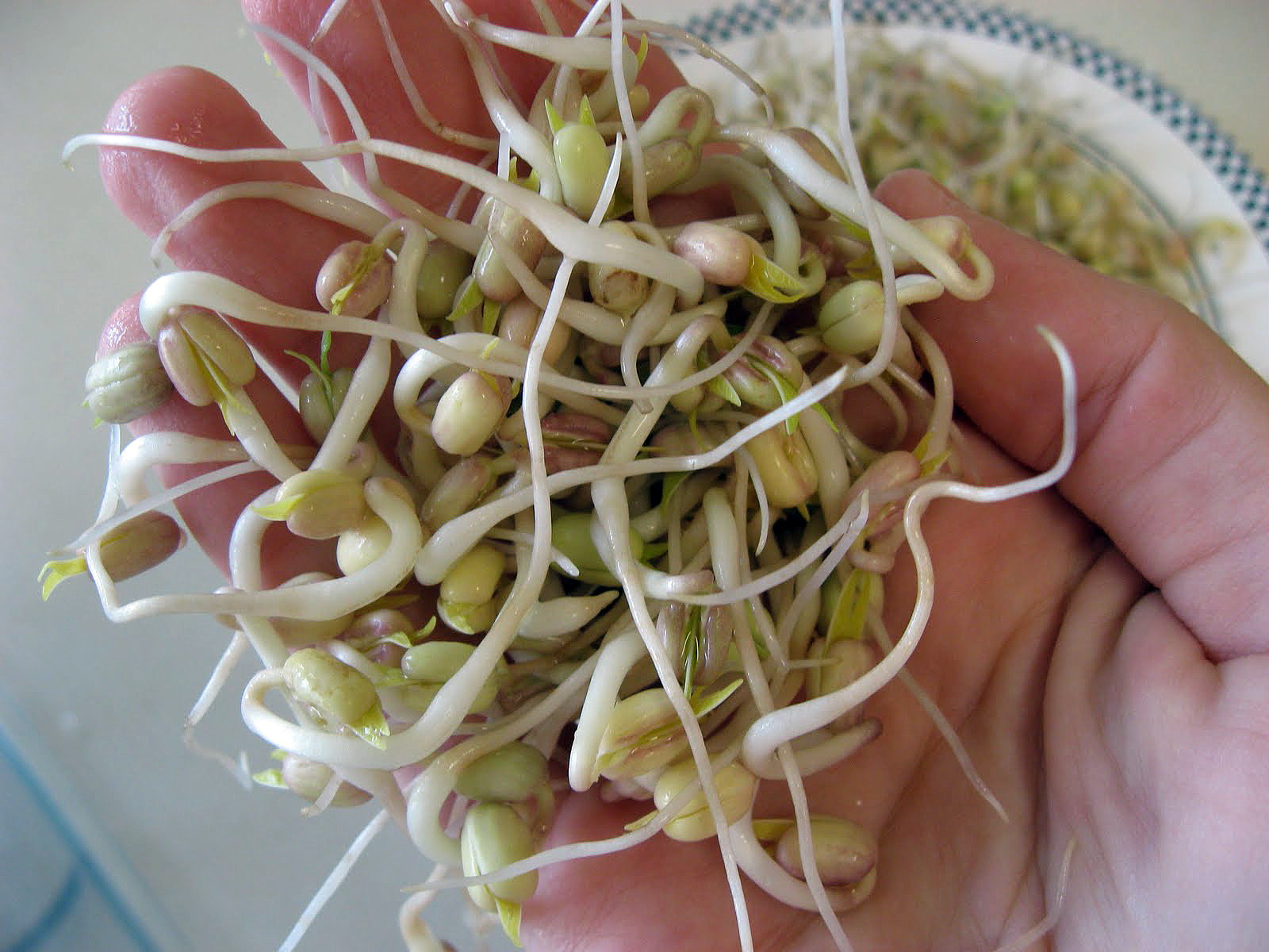 Mung Bean Sprouting Seeds - 4 ounces - Hirt's Gardens