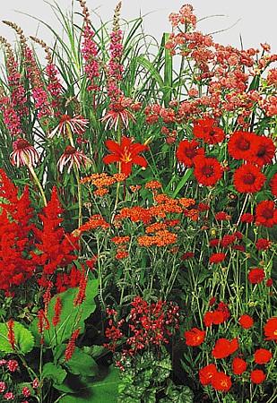 Red Perennial Garden 50 Seeds- Low Growing - Hirt's Gardens