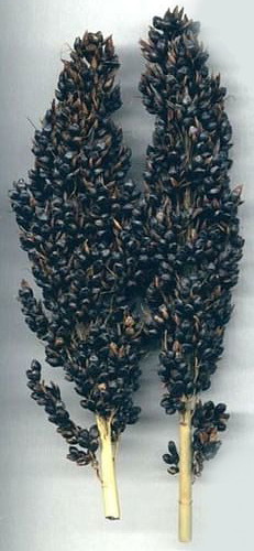 Black Amber Broom Corn 50 Seeds - Ornamental - Hirt's Gardens